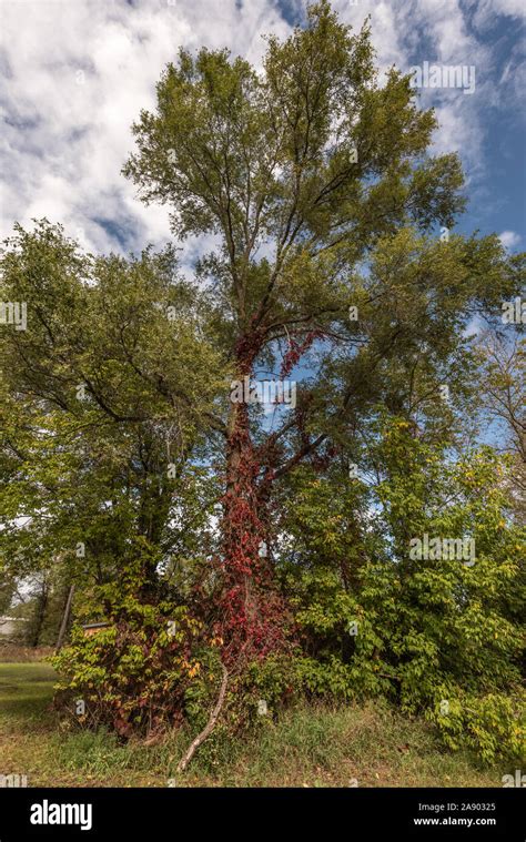 Red Leaves Covering The Trunk Of A Very Tall Tree Fall Has Arrived Stock Photo Alamy