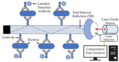 Sensors Free Full Text Optical Sensors For Bacterial Detection