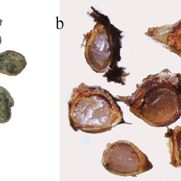 Fig Types And Sexual Characteristics Download Scientific Diagram