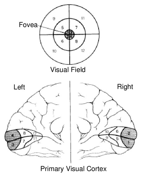 figure a 8 areas in the primary visual cortex are devoted to specic download scientific
