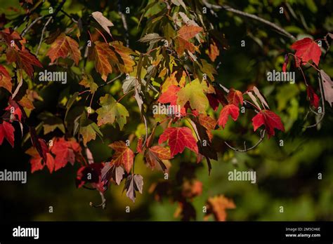 A Closeup Shot Of The Tree Leaves Turning Into The Fall Colors In The Park With Blur Background