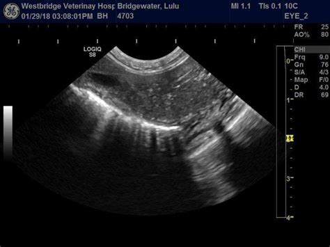 Feline Soft Tissue Mineralization
