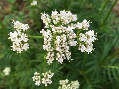 How To Grow And Care For Common Valerian Plantsa The Arches