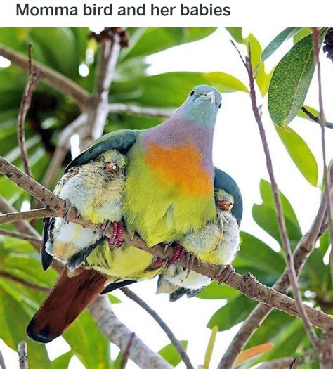 Best Pidgeon Images On Pholder Natureismetal Mildlyinteresting And Sexypidgeons