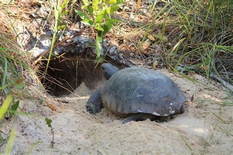 Gopher Tortoise Ecology And Conservation Alabama Cooperative
