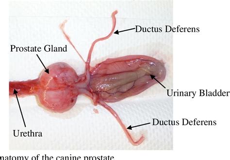 Where Is The Prostate Located In A Dog