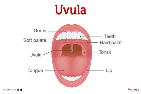 Uvula Human Anatomy Image Functions Diseases And Treatments