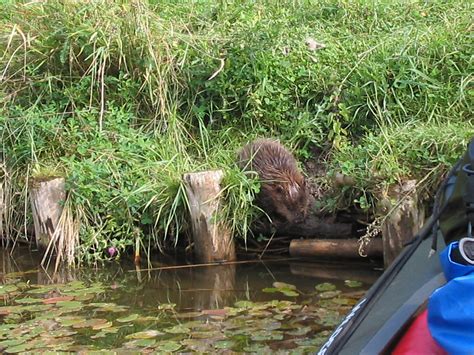 Junger Biber Am Alten Rhin Ruppiner Gewässer Und Rhin Bildergalerie