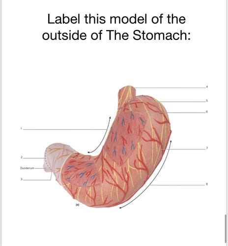 Anatomy Lab Exam 2 Sg Flashcards Quizlet