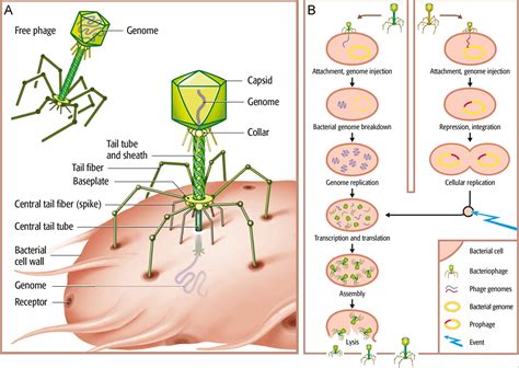 Innovations In Phage Therapy For Urinary Tract Infection European
