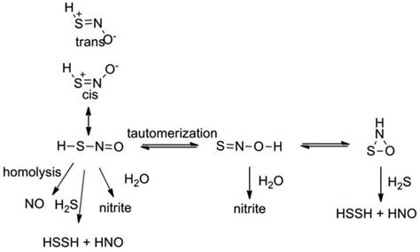 Potential Biological Chemistry Of Hydrogen Sulfide H2S With The Nitrogen Oxides Abstract