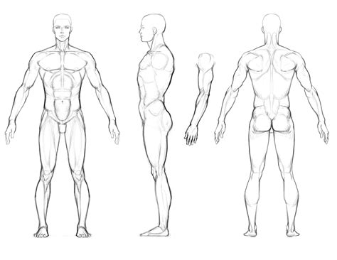 Male Anatomy Drawing Reference Drawing Tips Guide