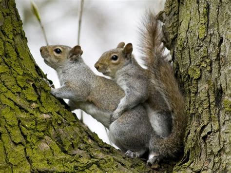 Squirrel Sex R Pics