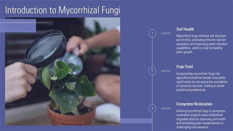 Mycorrhizal Fungi Diagram Ppt Presentation Acp Ppt Presentation