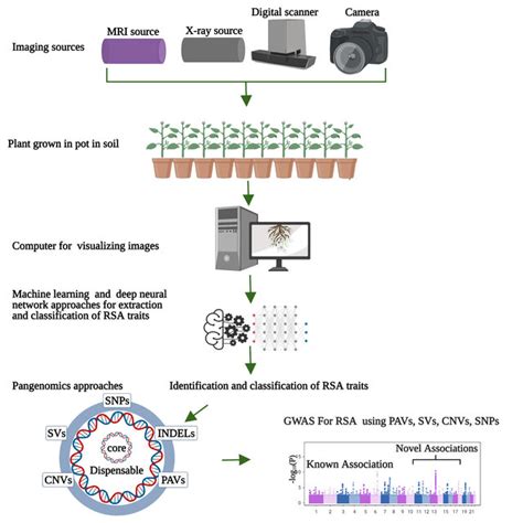 advance techniques for rsa phenotyping and gwas high throughput