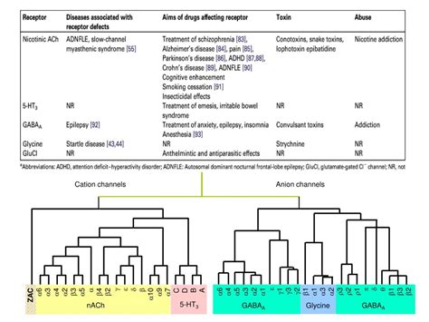 Ppt The Structure And Function Of Cys Loop Receptors Powerpoint