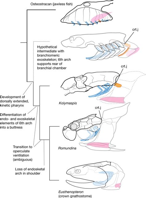 Fossil Evidence For A Pharyngeal Origin Of The Vertebrate Pectoral Girdle Pmc