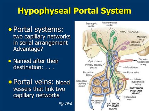 Ppt Lecture On Endocrine System Overview Powerpoint Presentation Free Download Id 304018