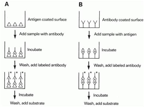 Diagnostic Immunology Oncohema Key
