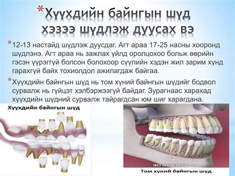 сүүн шүд болон байнгын шүдний онцлог Pptx