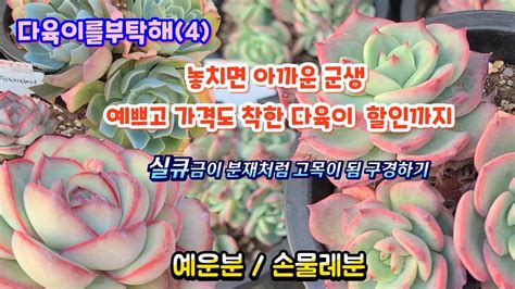 다육이를부탁해4 가성비 좋은 군생 신상 입고 가격 착한에 할인까지 합니다 빅토리 페트리시아 레드탄 노블레드손물레분 예운분 Youtube
