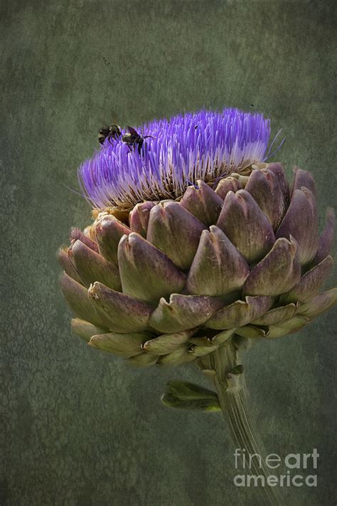 Artichoke Bloom And Bee Dip Photograph By Belinda Greb Pixels