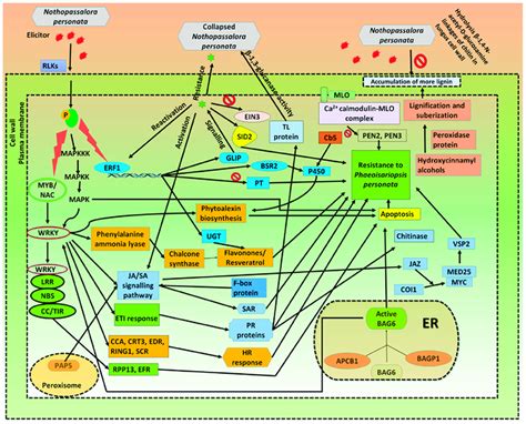 A Proposed Framework Showing Host Pathogen Cross Talks Between Late