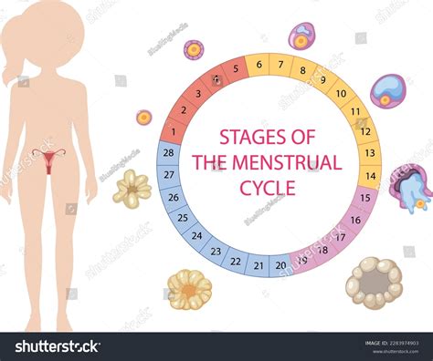 Infographic Stages Menstrual Cycle Illustration Stock Vector Royalty Free 2283974903