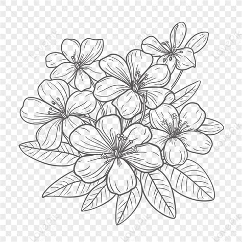 아름다운 꽃 개요 스케치 드로잉의 색칠 페이지 벡터라인 아트개요 예술 Png 일러스트 무료 다운로드 Lovepik