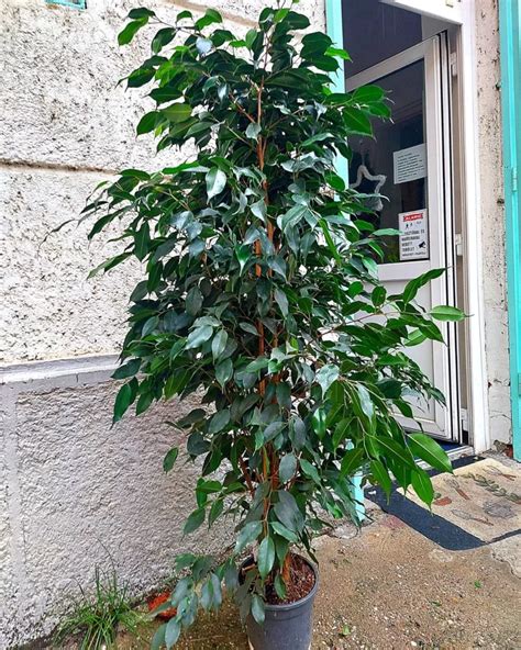 Ficus Benjamina Exotica Care Expert Tips Advice
