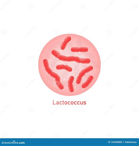Lactococcus Good Bacteria Or Probiotic Macro View Vector Illustration