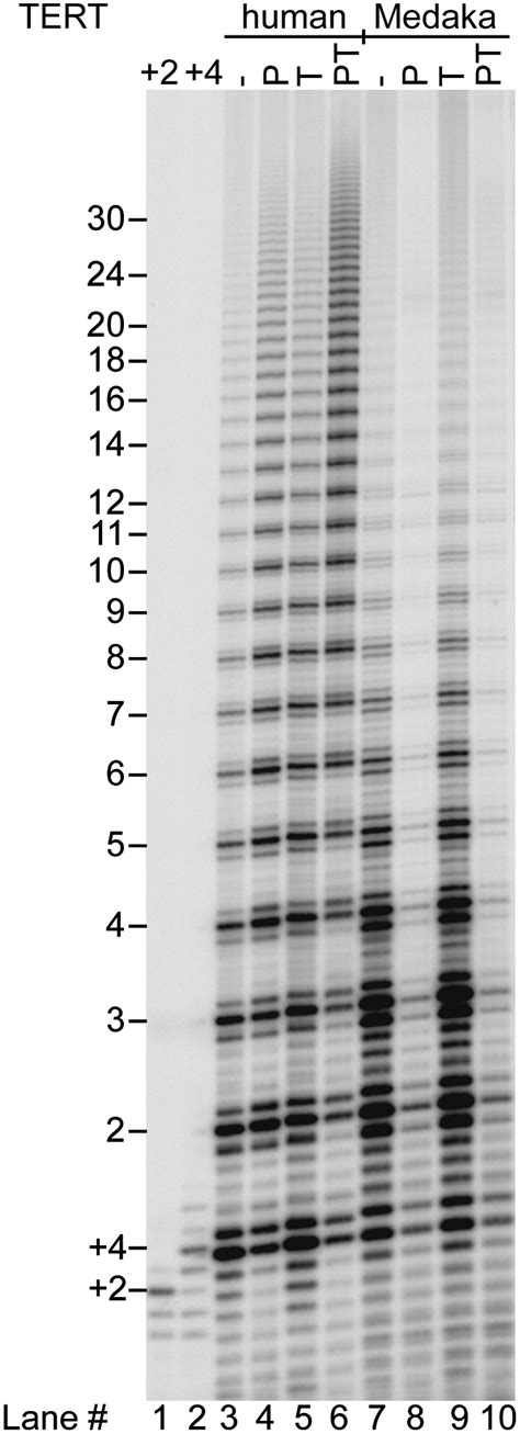 Functional Interaction Between Telomere Protein Tpp1 And Telomerase Pmc