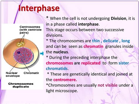 Chromosomes And Cell Division Ppt Download