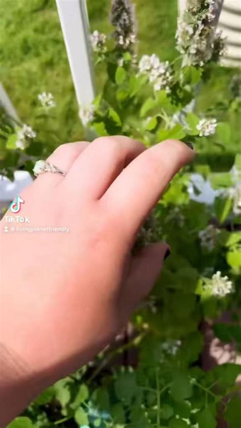pin on food