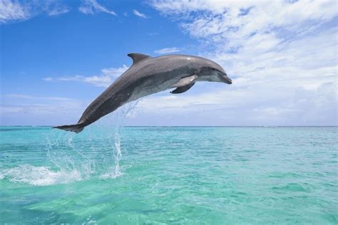 Jumping Dolphin Wallpaper Wallpaper Sea The Sun Jump Dolphins For