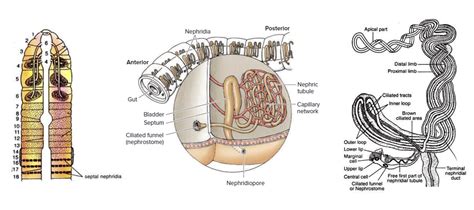 Earthworm Nephridia Function