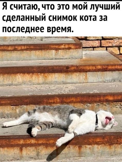 Картинки смешные с котами для настроения 31 фото