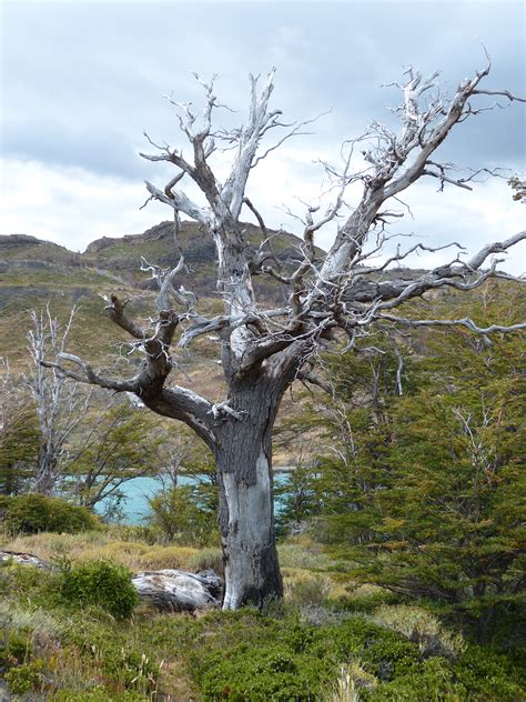 Free Images Landscape Tree Nature Branch Flower Trunk Botany