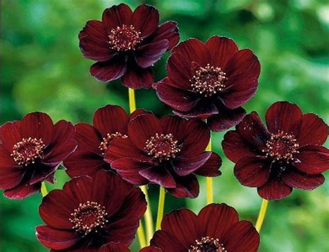 ყველაზე უჩვეულო ყვავილები მსოფლიოში