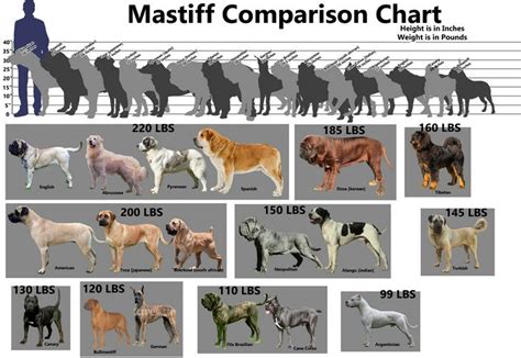 Dog Breed Chart Comparison