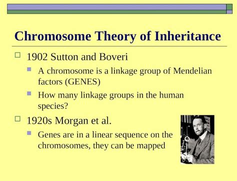 Ppt Chromosome Theory Of Inheritance Dokumen Tips