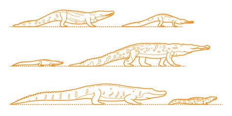 Crocodilians Crocodilia Dimensions And Drawings