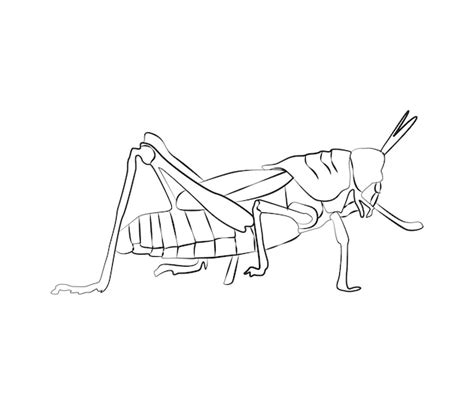 Premium Vector Vector Hand Drawn Grasshopper Insect In One Line Drawing