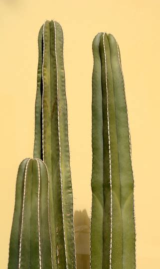 미국 캘리포니아 다운 타운 팜 스프링스에서 파스텔 벽에 대항하는 세레 누스 선인장 팜 스프링스 캘리포니아에 대한 스톡 사진 및 기타 이미지 팜 스프링스 캘리포니아