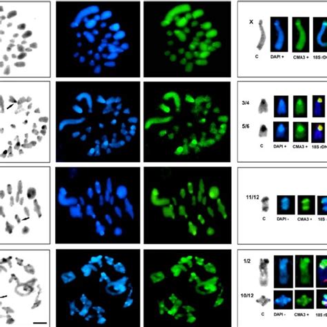 C Dapi Blue And Cma 3 Green Stained Heterochromatin And Selected Download Scientific