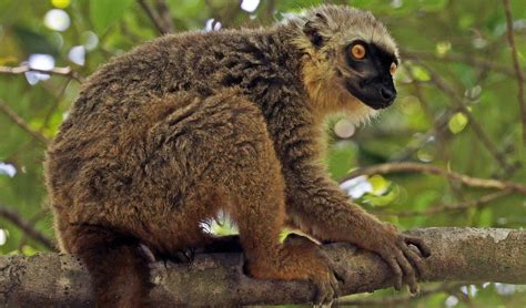 Eulemur True Lemur Facts Distribution And Population Biodb