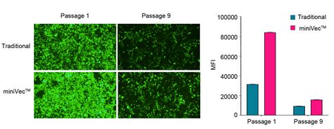 Minivec™ Plasmid Vectorbuilder