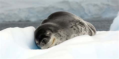 Leopard Seals Antarctic And Southern Ocean Coalition