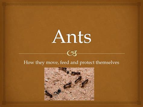 Ppt Ants Powerpoint Presentation Free Download Id2516520