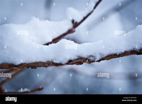 Snow On A Tree Stock Photo Alamy